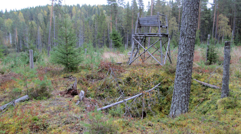 Artikel: Fångstgropar för älg skvallrar om förr – Artiklar och blogg